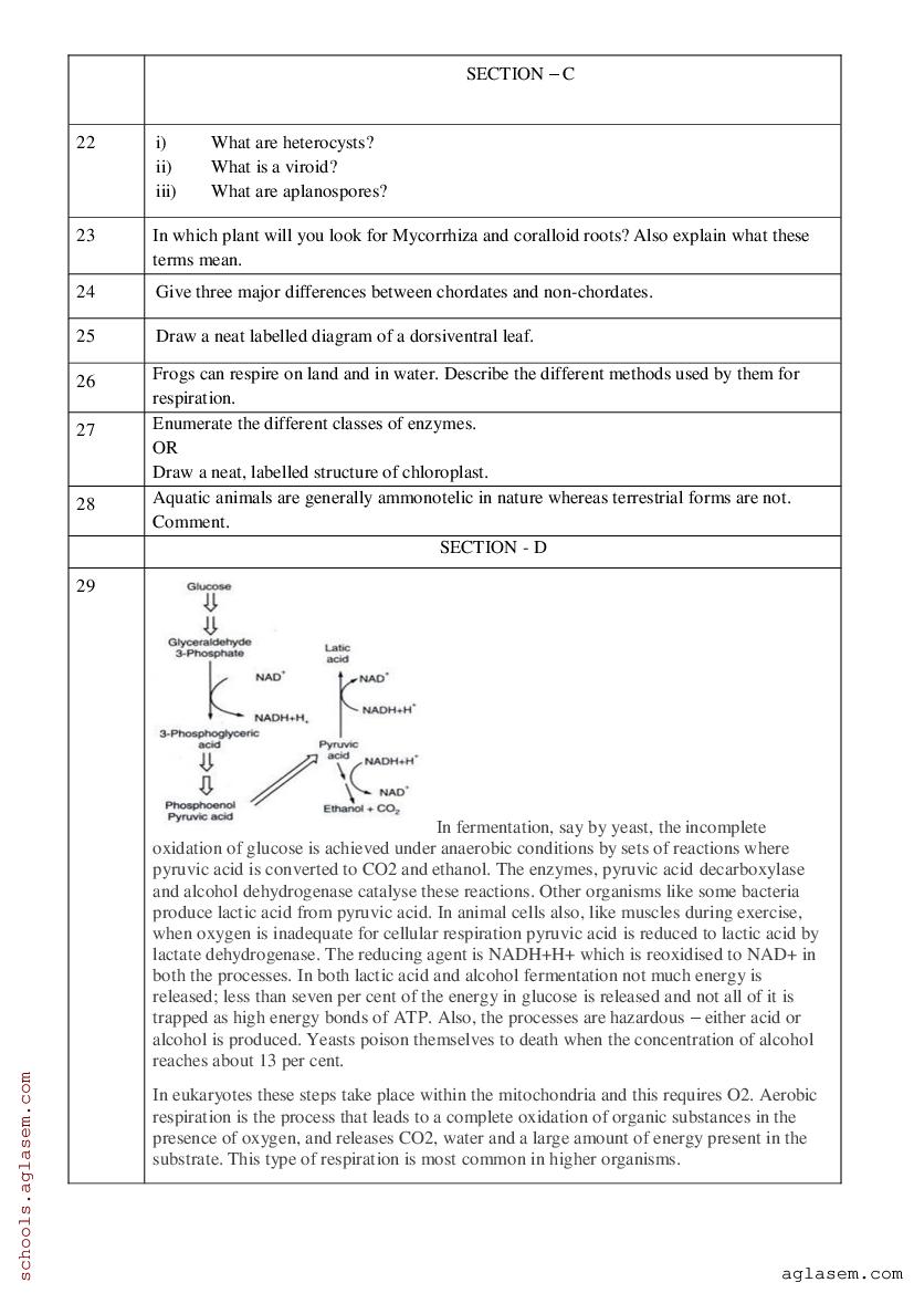 CBSE Class 11 Biology Sample Paper 2024 PDF