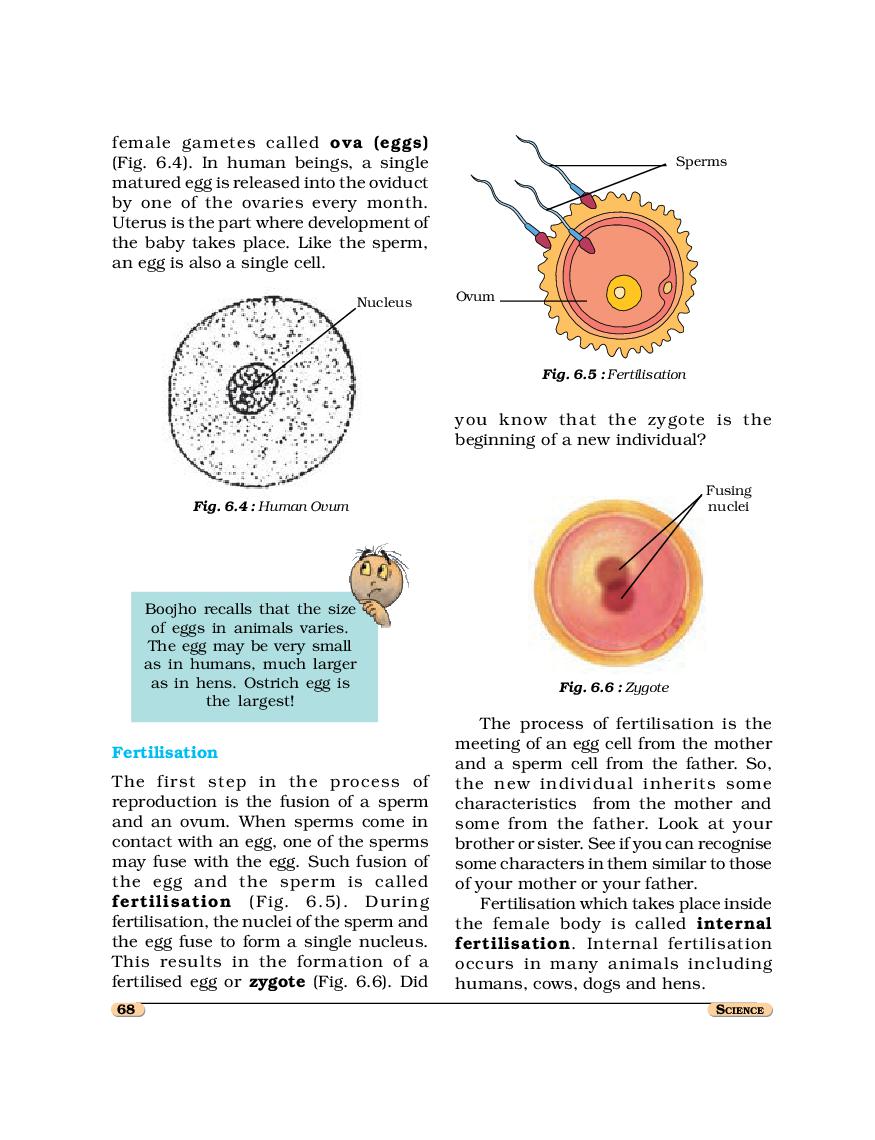 NCERT Book Class 8 Science Chapter 6 Reproduction In Animals 2024 25 NCERT Book Class 8 Science Chapter 6 Reproduction In Animals 2024 25