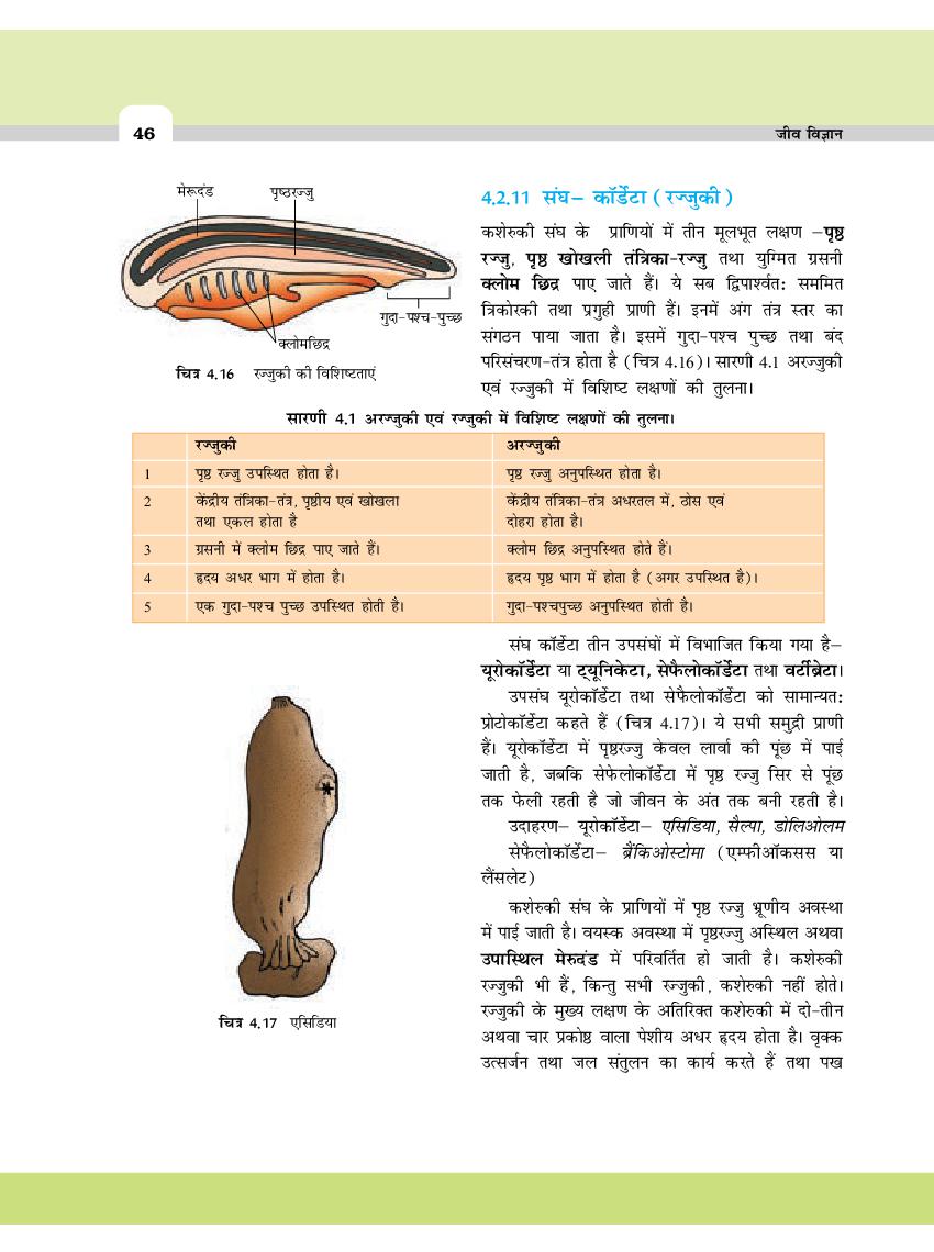RBSE Book Class 11 Biology (जीव विज्ञान) Chapter 4 प्राणि जगत - Hindi ...
