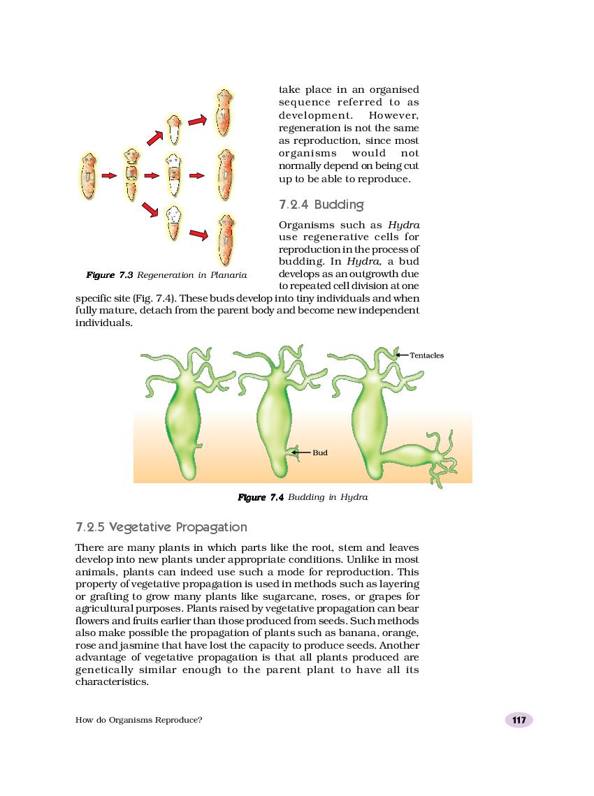 NCERT Book Class 10 Science Chapter 7 Control And Coordination