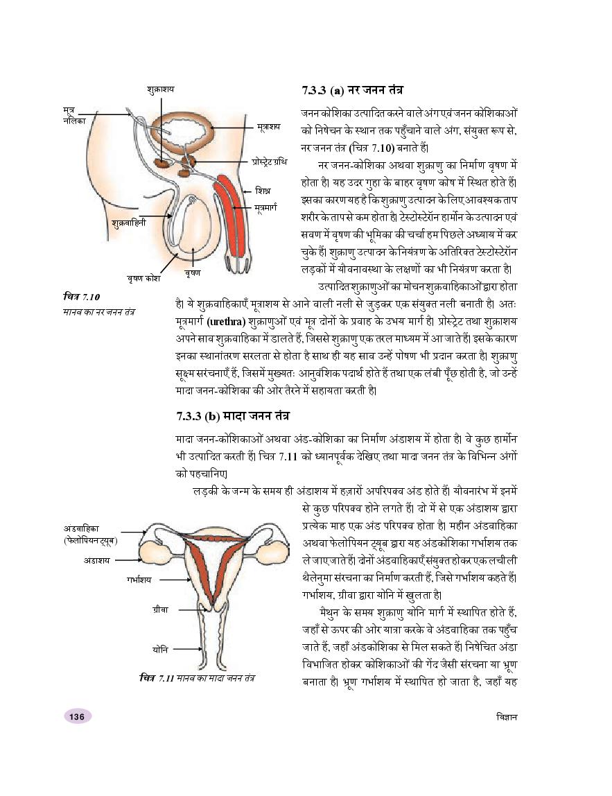 RBSE Book Class 10 Science Chapter 7 RBSE Book Class 10 Science Chapter 7