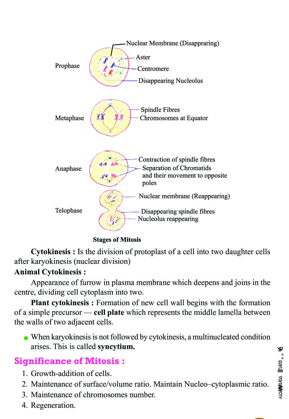 Class 11 Biology Notes For Cell Cycle And Cell Division PDF Study