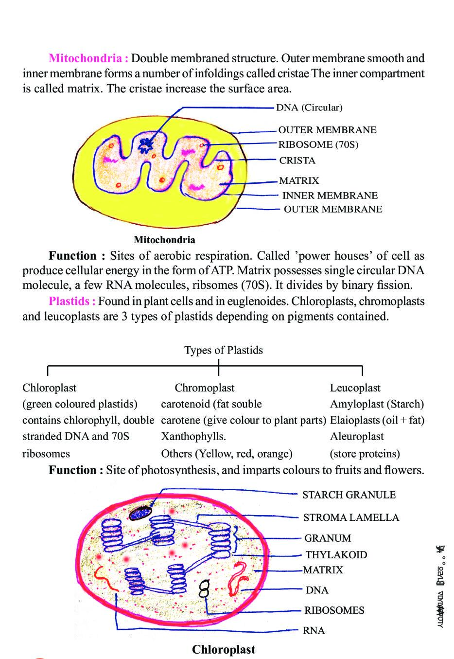 CBSE Notes Class 11 Biology Cell The Unit Of Life