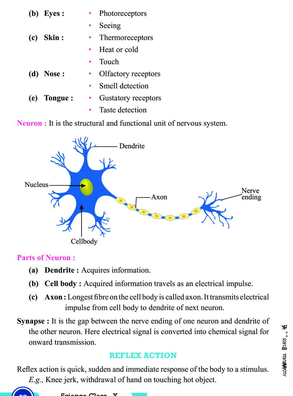 CBSE Notes Class 10 Science Control And Coordination