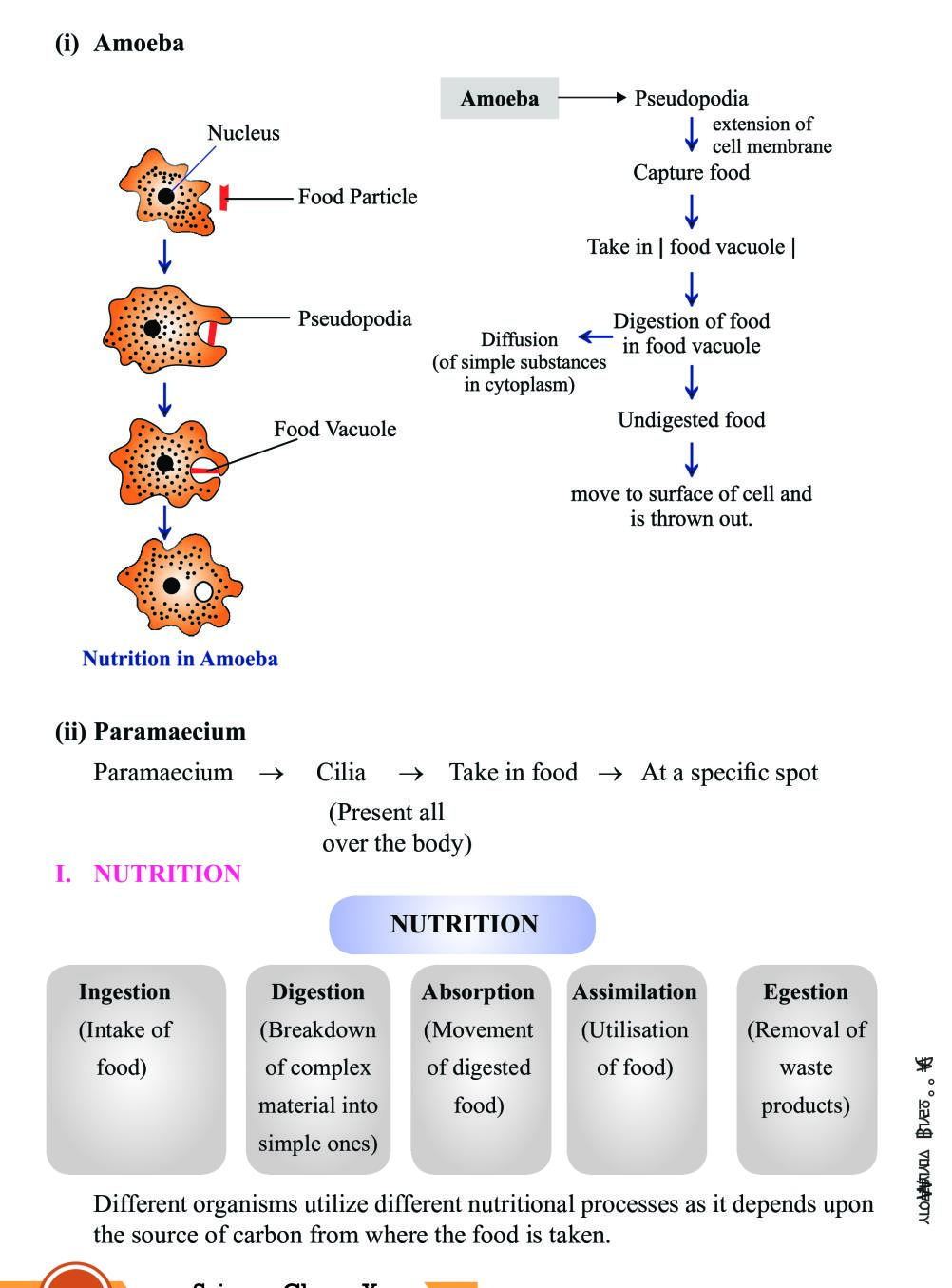 Class 10 Science Life Processes Notes All Important Notes Class 10 Science Life Processes Notes All Important Notes