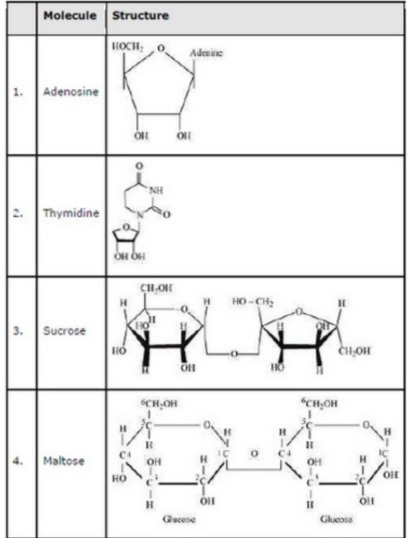 NCERT Solutions for Class 11 Biology Chapter 9 Biomolecules
