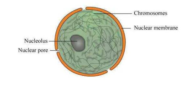 NCERT Solutions for Class 8 Science Chapter 8 Cell-Structure and Functions